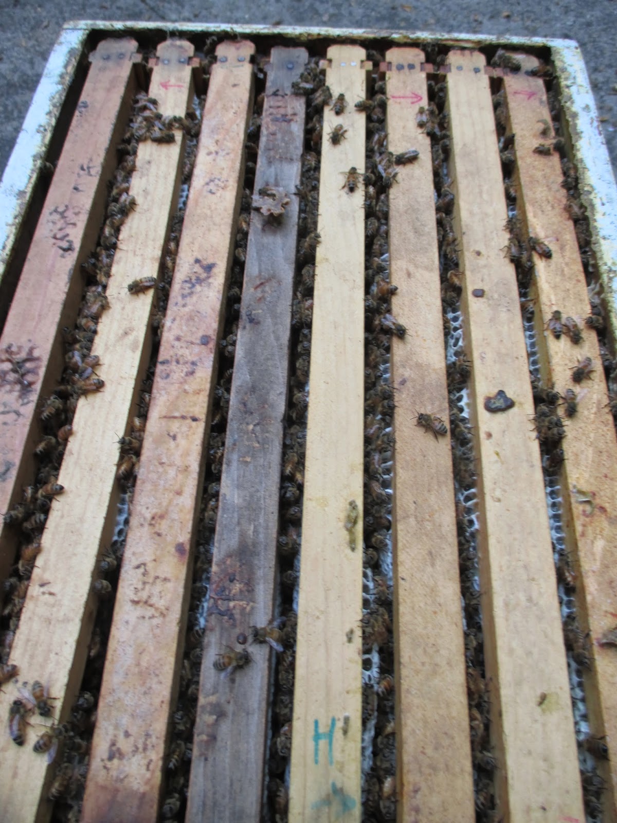 Linda's Bees: Checkerboarding for honey production