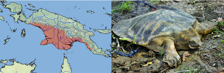 Genus Pelochelys - Kura kura Cangkang Lunak Raksasa Pulau Papua ...