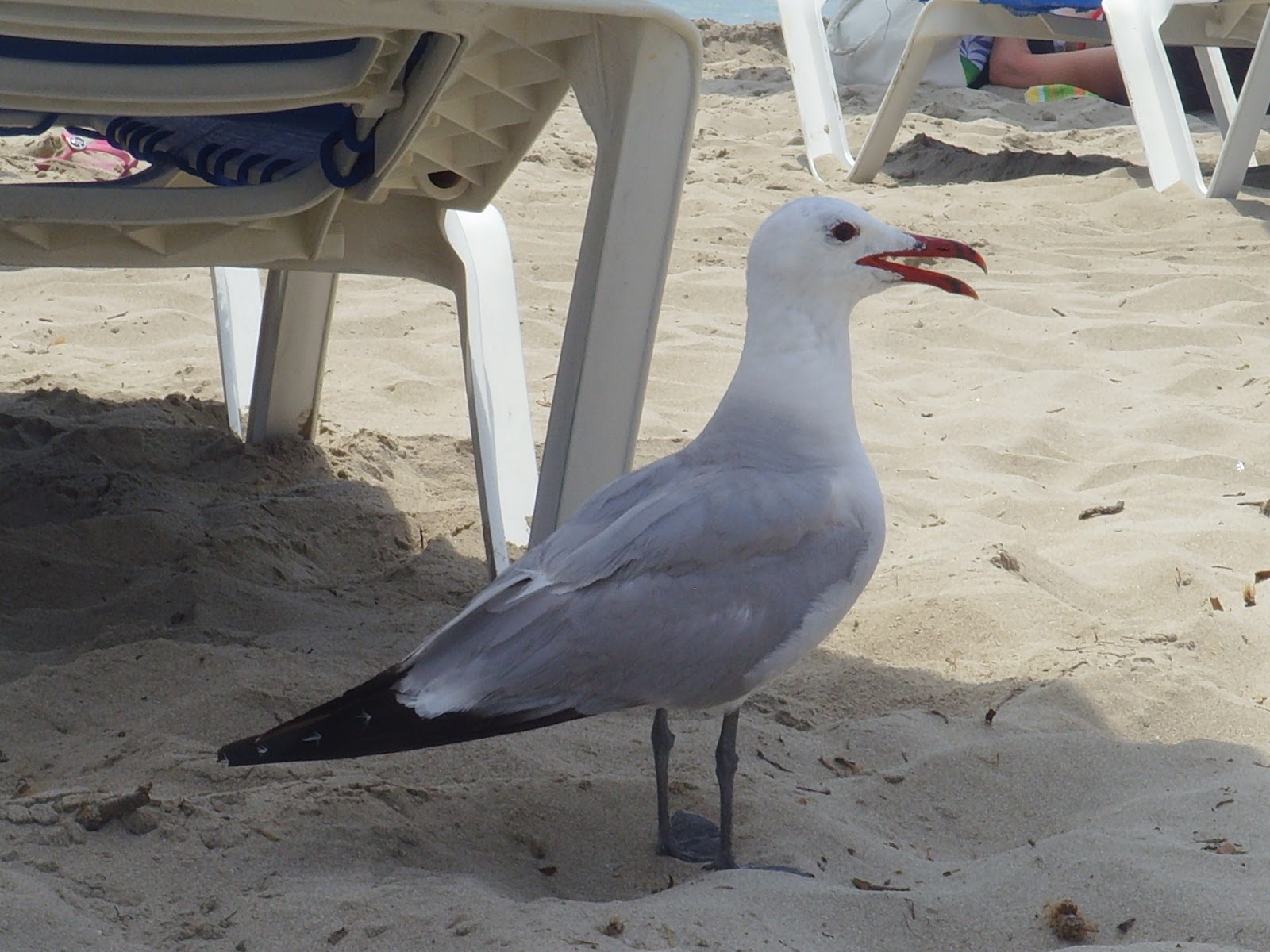 Linacre Blogger: Menorcan Birds