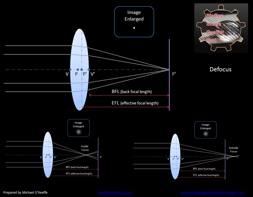 Birding Image Quality Tool: Forensics - Focus Anatomy