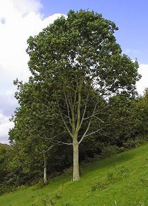 UNDER THE ROOT: ash tree identification and lore