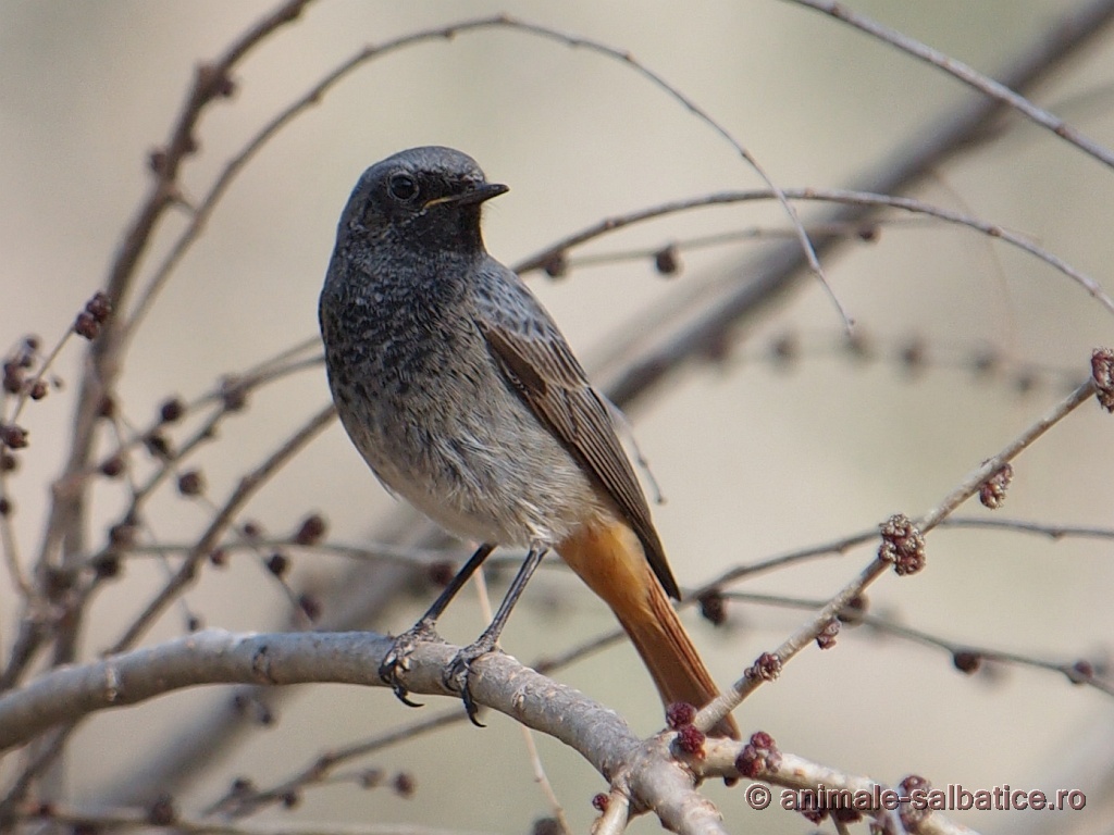 Pasari: Codroș de munte (Phoenicurus ochruros)