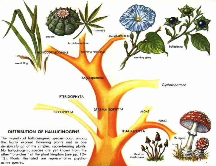 Reportaje desde 2056: Las drogas del futuro; el futuro de las drogas
