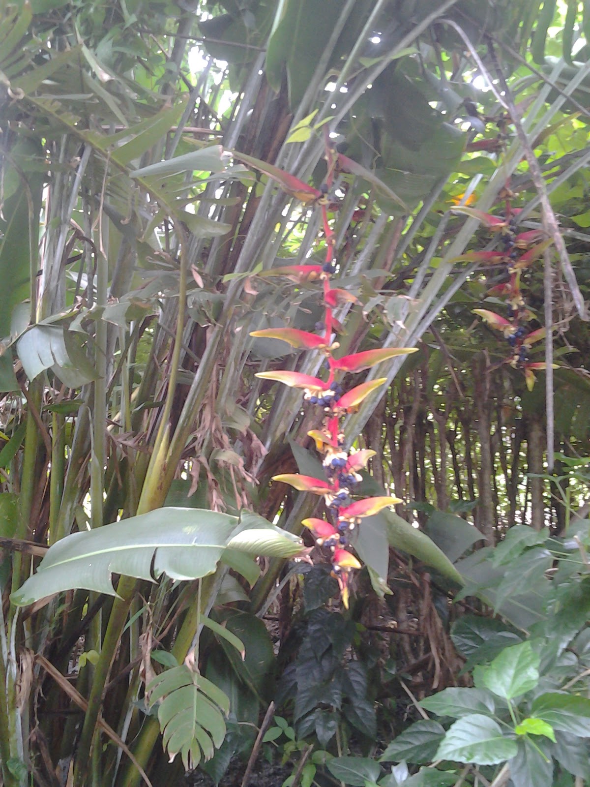 Plantas De Panamá: Plantas Ornamentales De Panamá