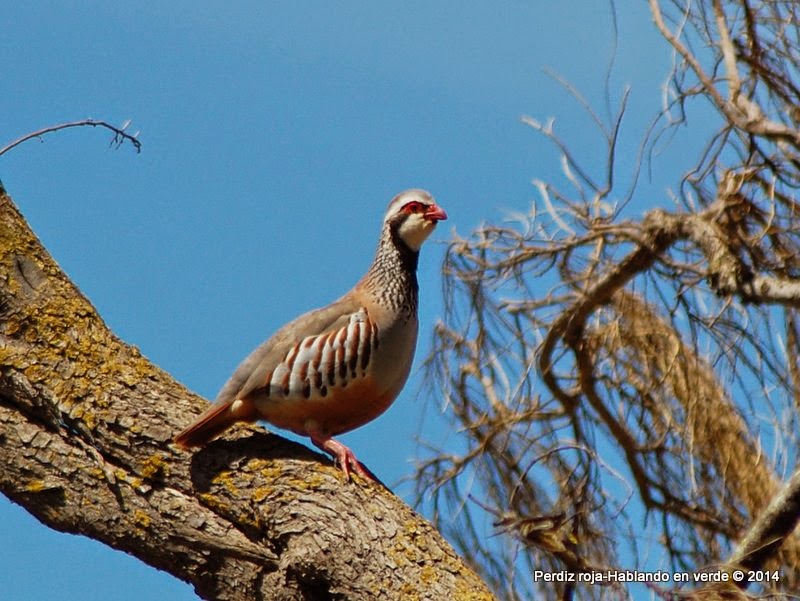 Hablando en verde: Perdiz roja en las retamas.