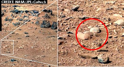 'Mars Rat' Taking Internet by Storm | VIDEO