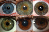 TIME TO ADVENTURE: why do humans have different eye colors?