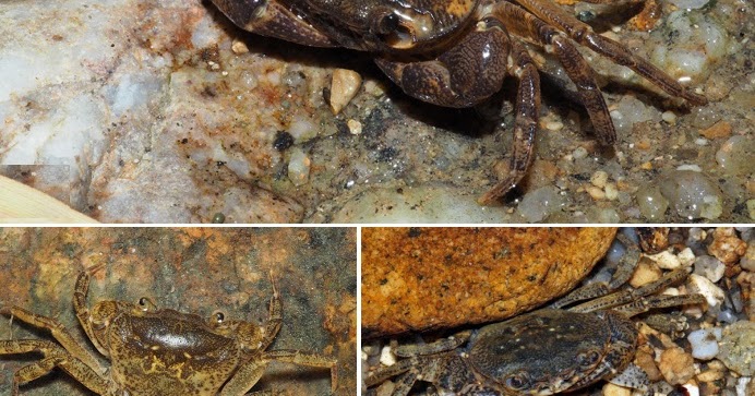 Species New to Science: [Crustacea • 2017] Cantopotamon n. gen. • A New ...