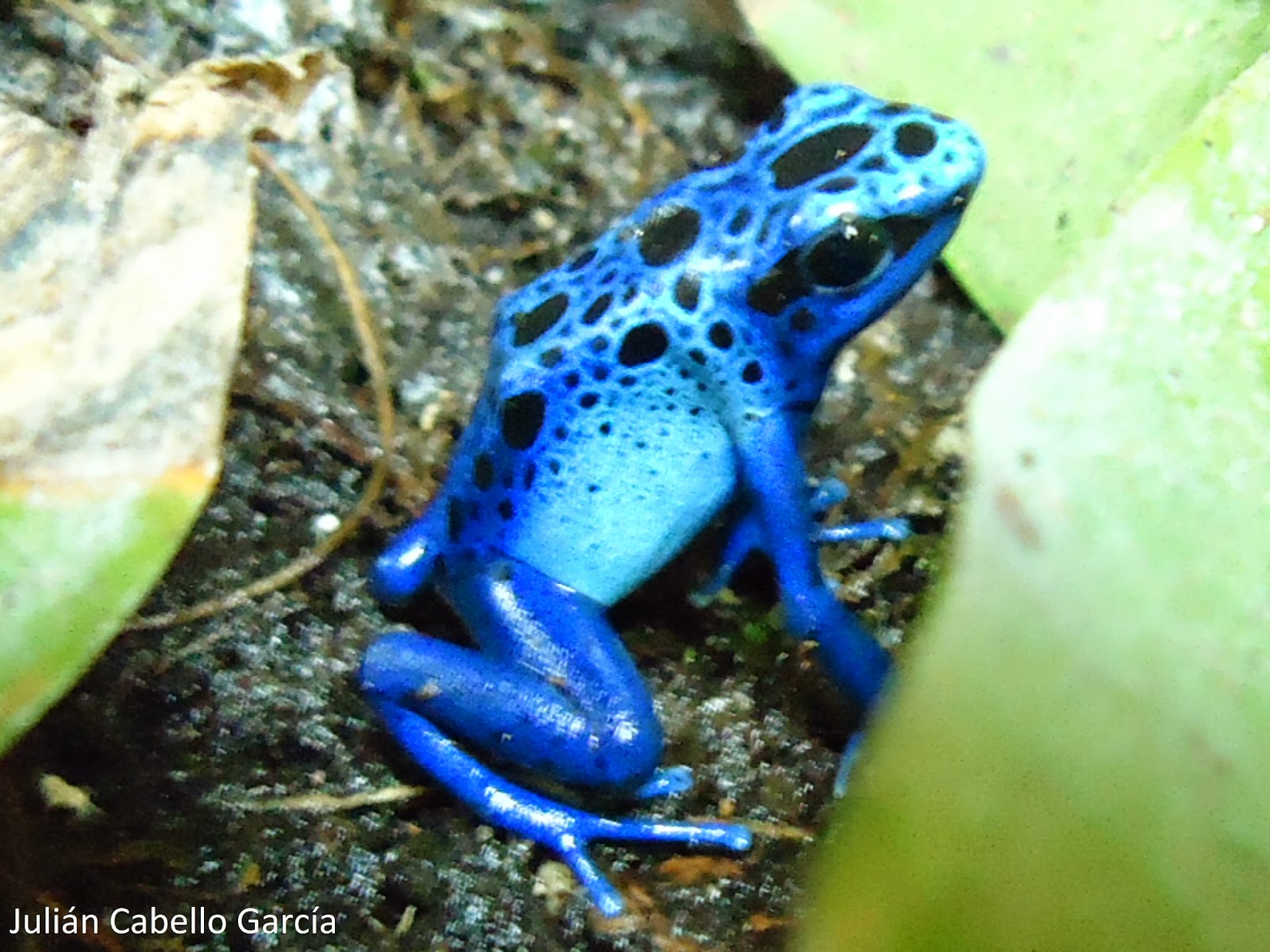 Dendroland: Diario de una Azureus Standard (Dendrobates Tinctorius ...