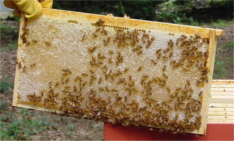 Science-Based Art of Alaska, LLC: Honeyflow at Its Peak!