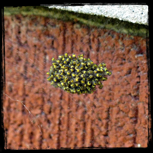 ...Make It With Me: Spring Spider Baby Ball