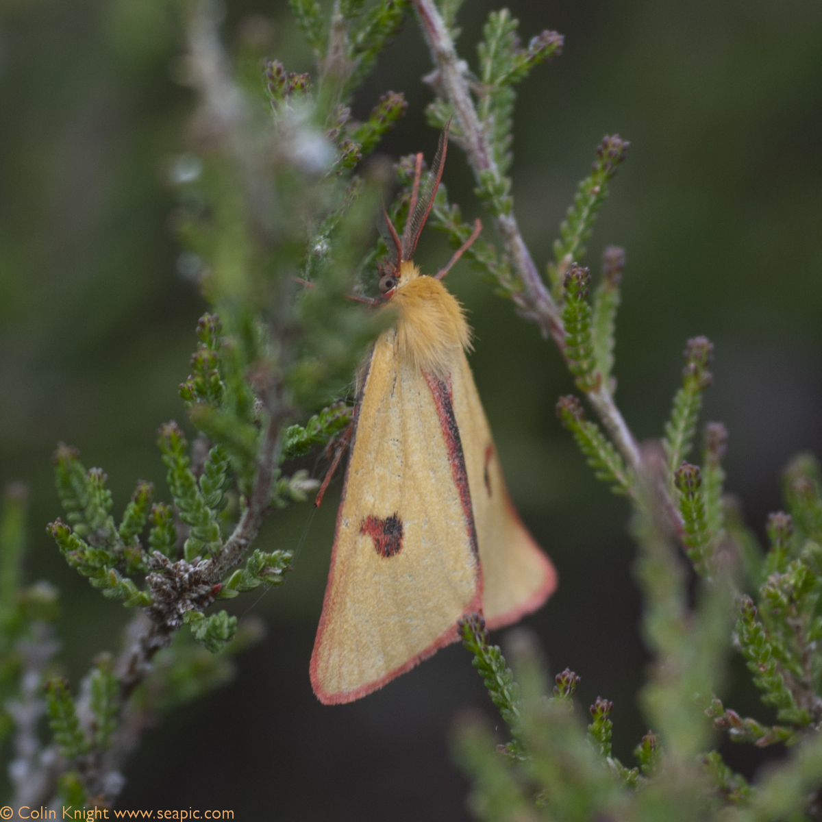 Postcards from Sussex: Silver-studded Blue and Clouded Buffs