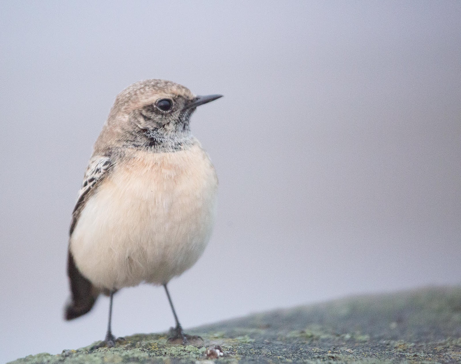 Austin's Birding Blog: 2018