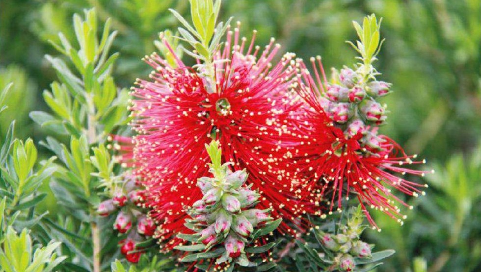 LA SPLENDIDA FIORITURA DEL CALISTEMO KUNZEA BAXTERII - Fiorista Mariangela