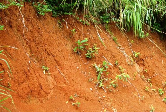 Soil and Environment: Highly weathered soils from Visayas, Philippines