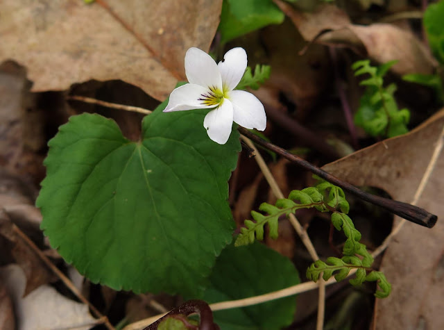 Saratoga woods and waterways: Wildflower Bounty in the Skidmore Woods
