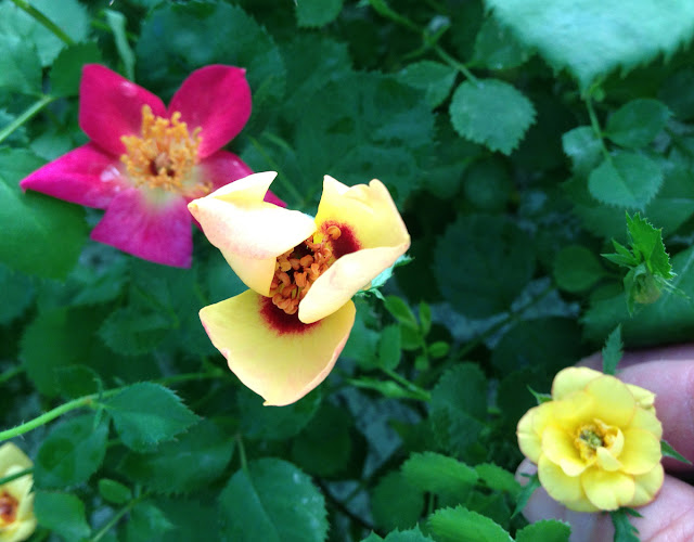 Rose Hybridizing: Roses - Yesterday, Today, and Tomorrow