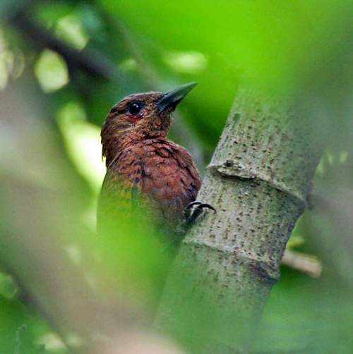 Rufous woodpecker photos | Birds of India | Bird World