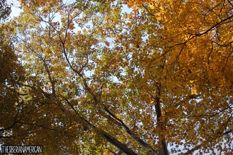 The Siberian American: Our Fall Adventure at Starved Rock State Park