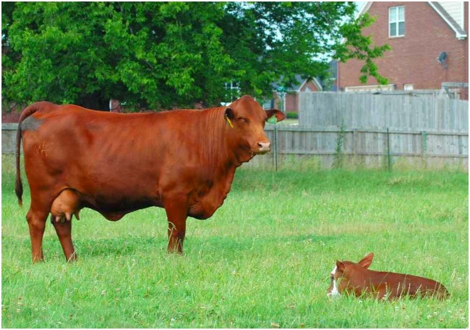 Generalidades de la Ganadería Bovina.: Senepol