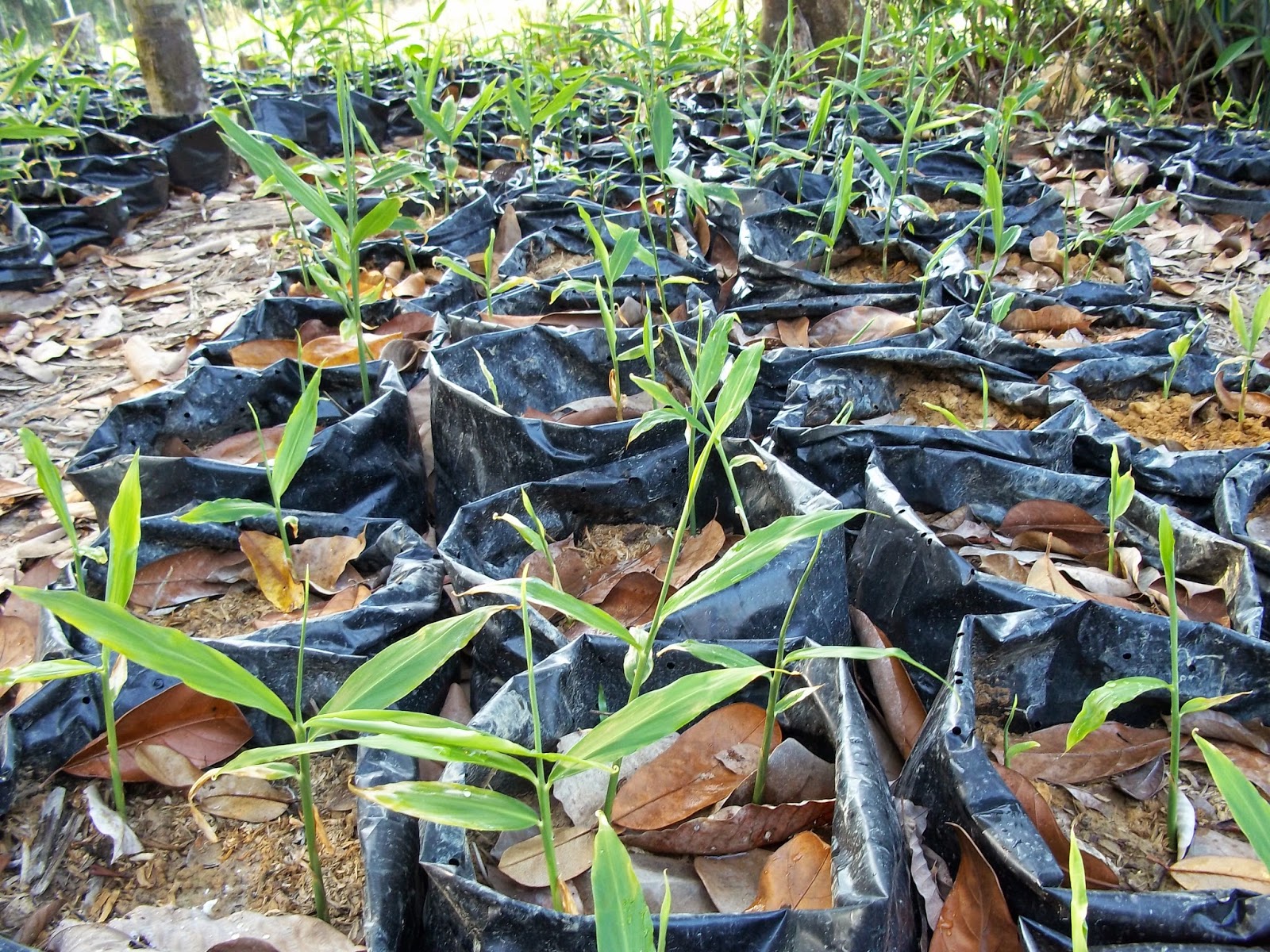 Tanaman Halia: Pertumbuhan Halia dalam Polybag pada 25.02.2105