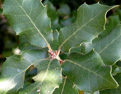 La encina (Quercus ilex)