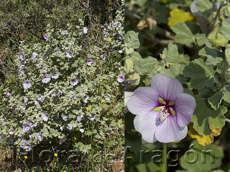 Flora de Aragón: Lavatera maritima