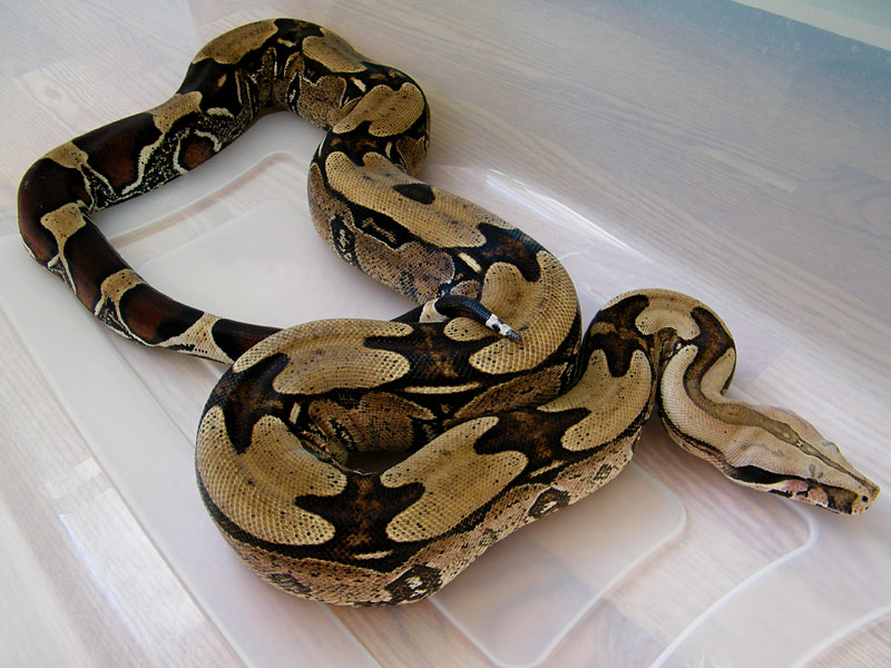 Boa Constrictor
