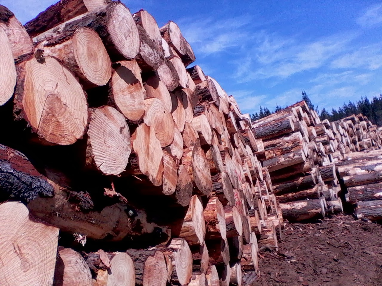 Material de Educación 1º a 8º Básico: La madera: Un Recurso Renovable.