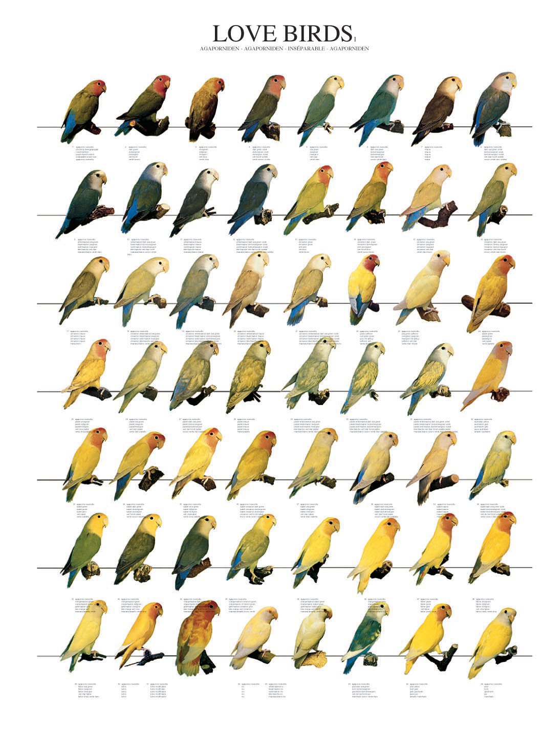 AGAPORNIS ITALIA: MUTAZIONI INSEPARABILI