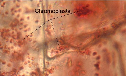 Daily Activity: Kromoplas