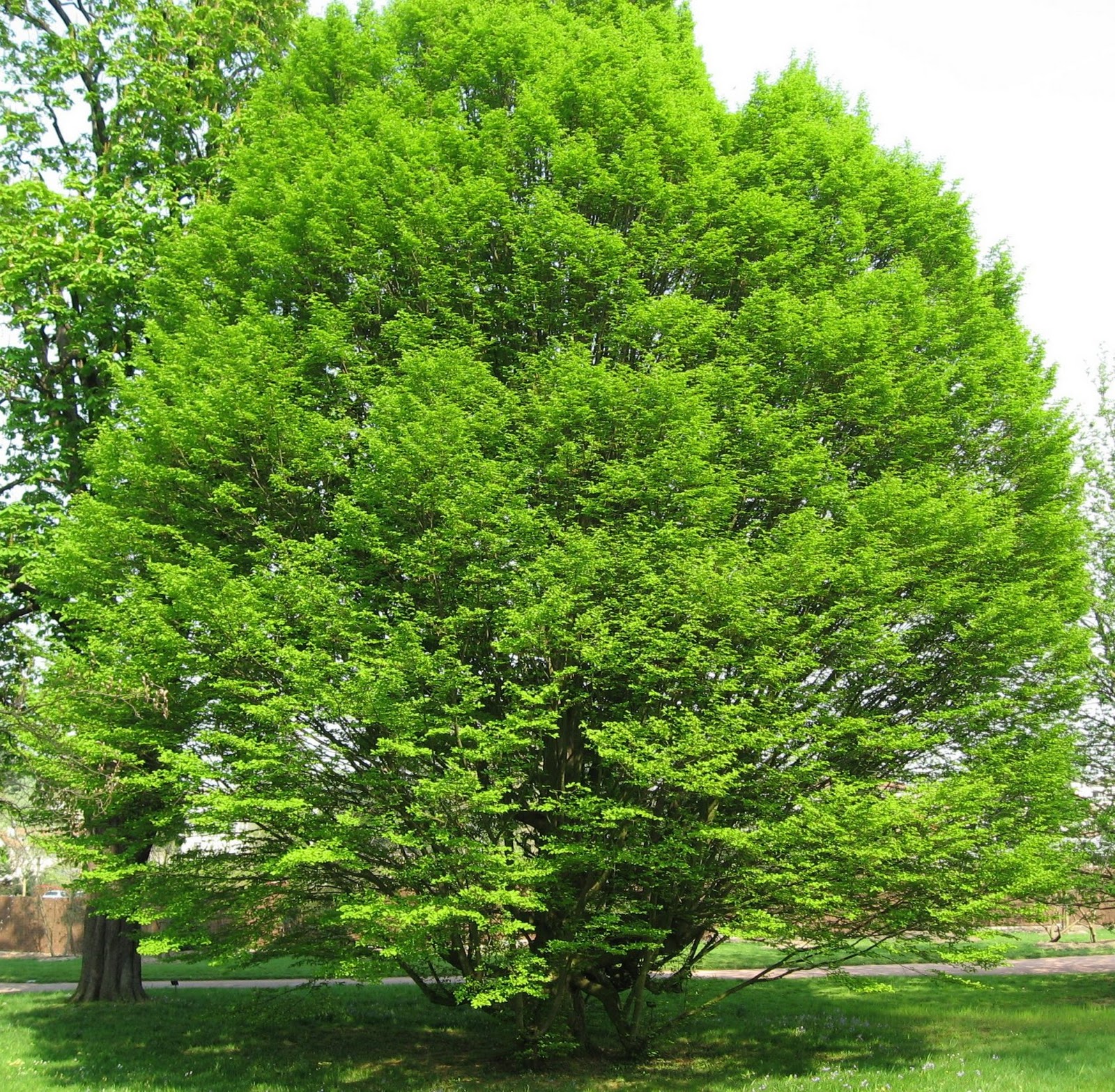 Carpinus betulus : El Mundo y sus Plantas