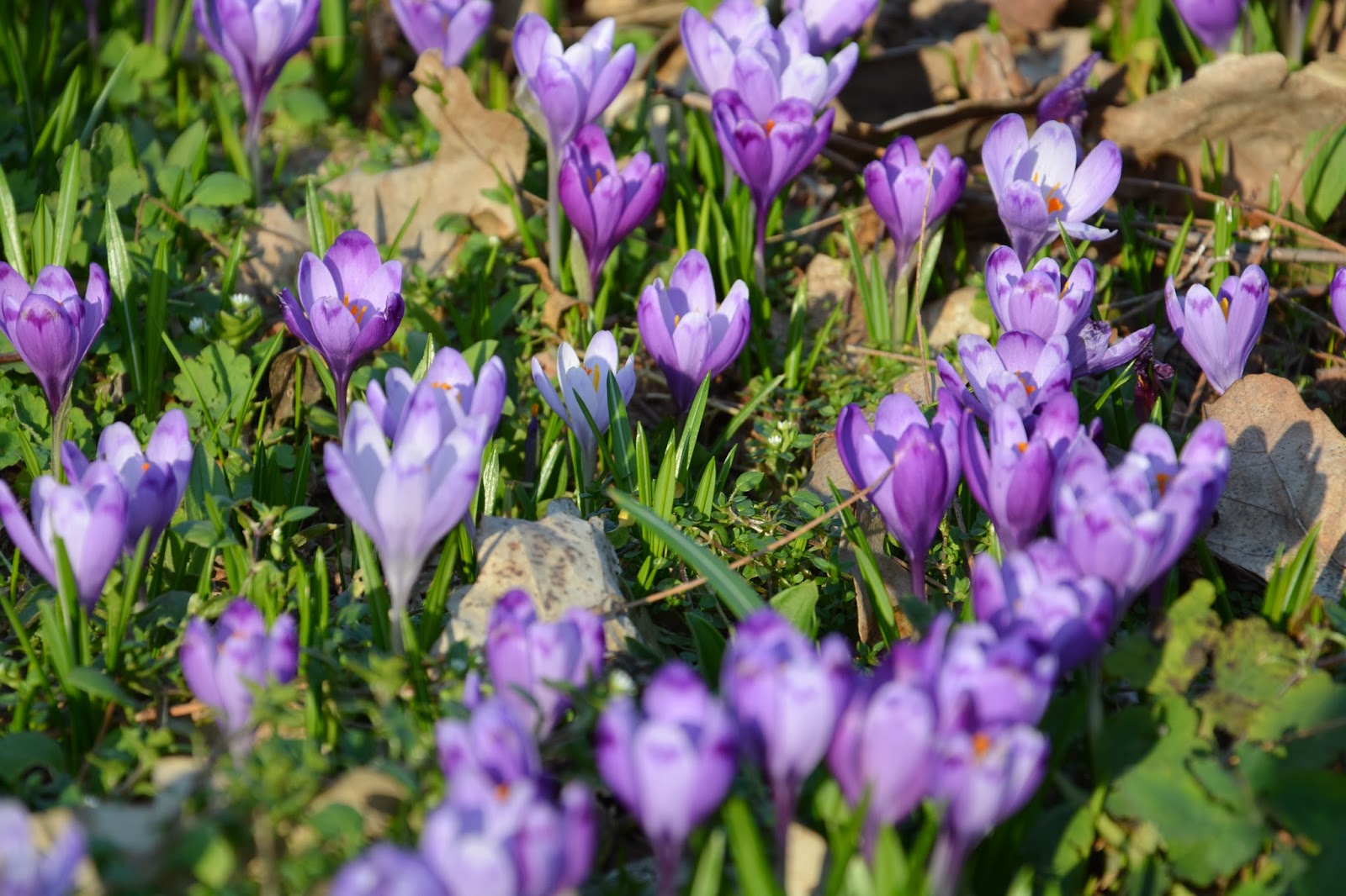 TUDOR PHOTO BLOG: Flori de Primavara la Baia Mare,Spring Flowers at ...