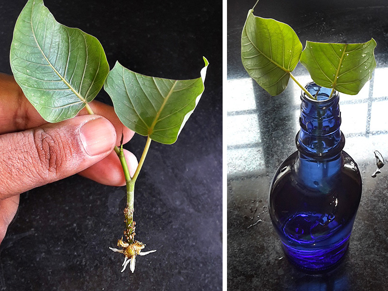 Instant - Bonsai - For - Everyone: Ficus Religiosa Growing In A Bottle ...