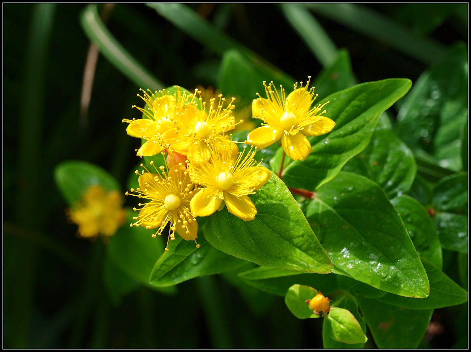 Mark's Veg Plot: Flowers!