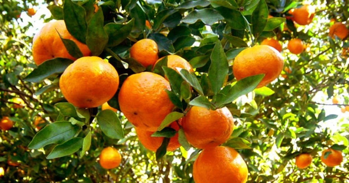 Design Sensible: Mexeriqueira