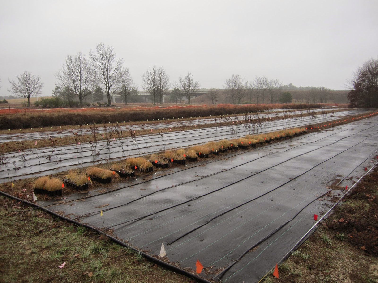 Our Neck of the Woods: Wiregrass planted!