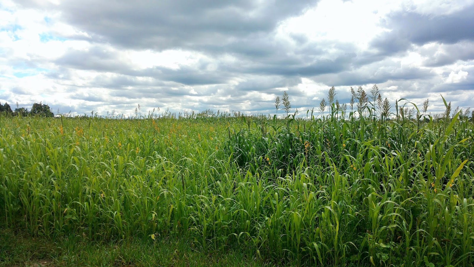 Fit to Farm: Cover Crops