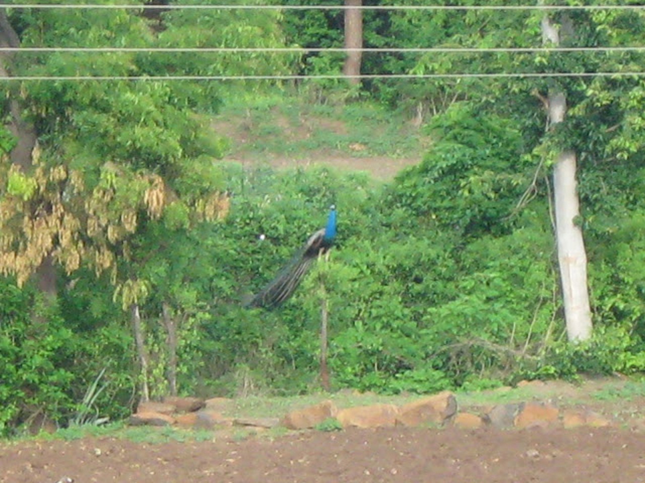 Wanderlust: Morachi Chincholi