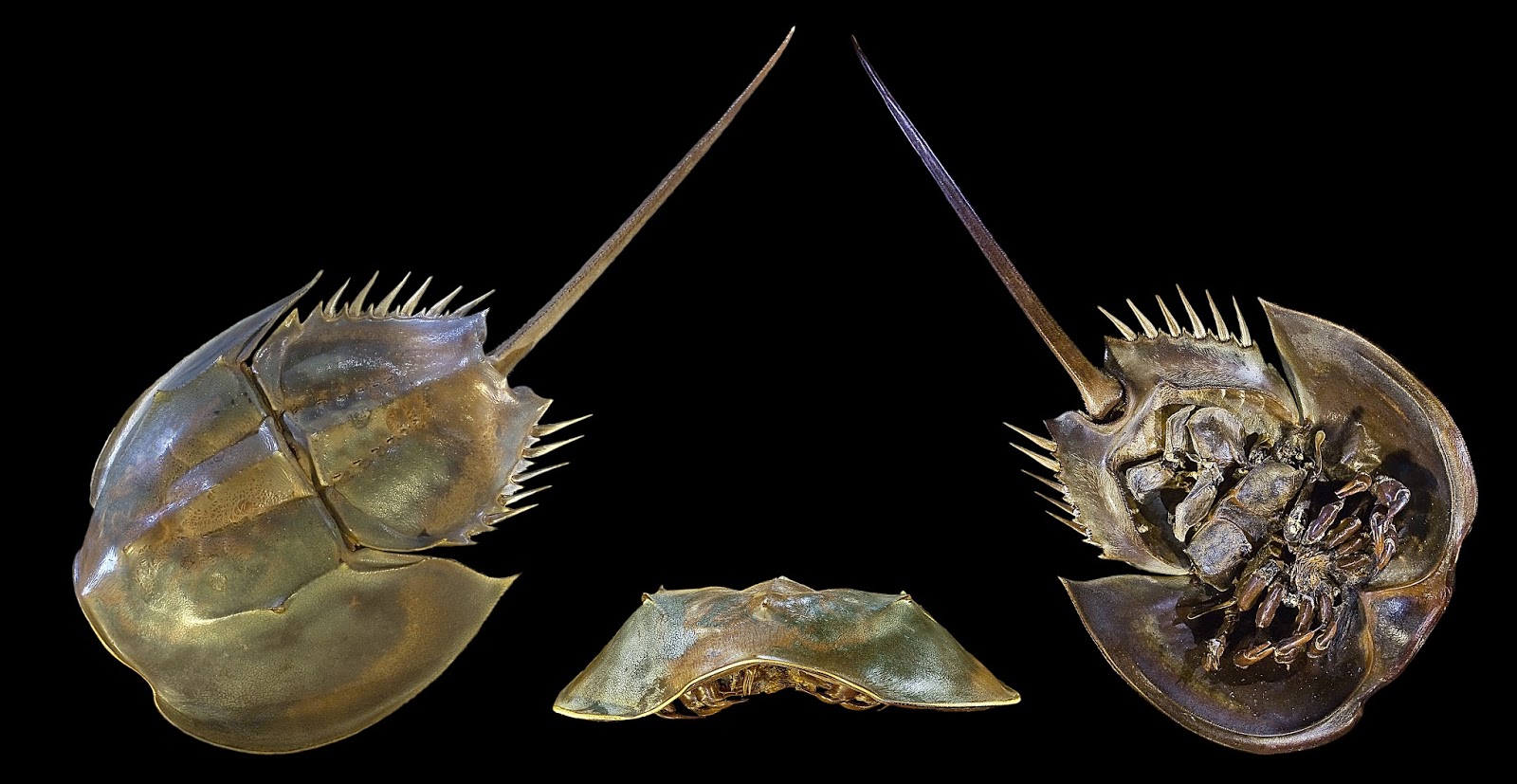 IlRegnodeiFossili: Il limulo si è evoluto nel Triassico inferiore ...