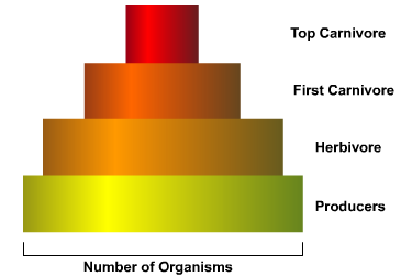 The BioLogs: Feeding Relationships - pyramids