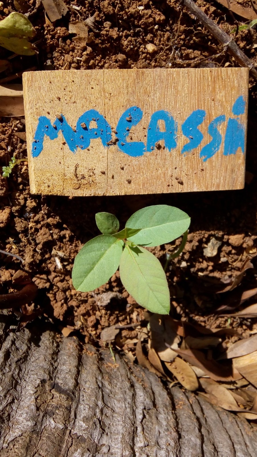 Baunilha+Coco=Macassá