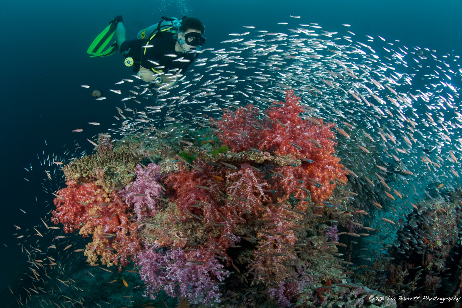Similan Diving Safaris