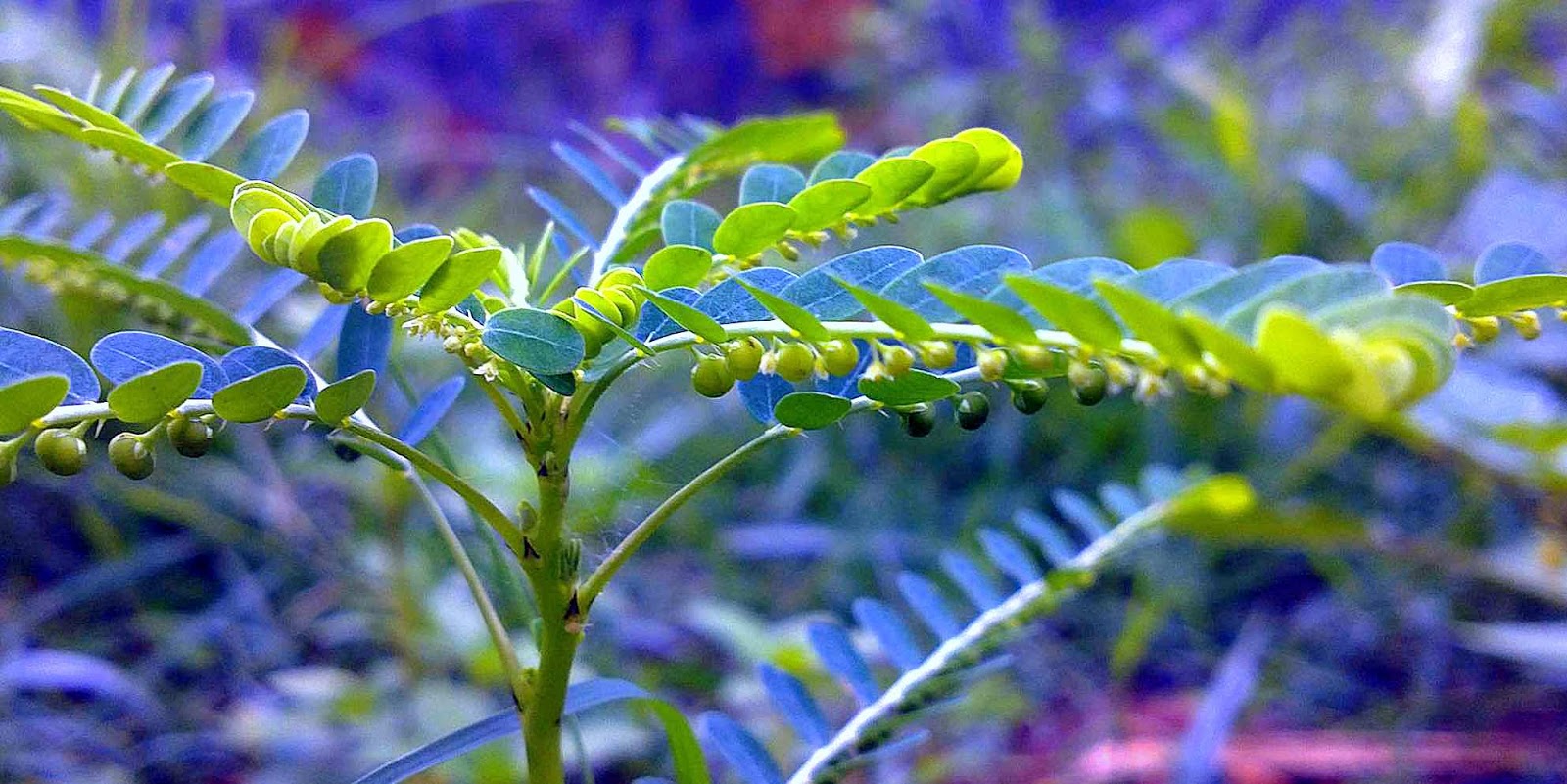 PLAAN : Chancapiedra - Phyllanthus niruri