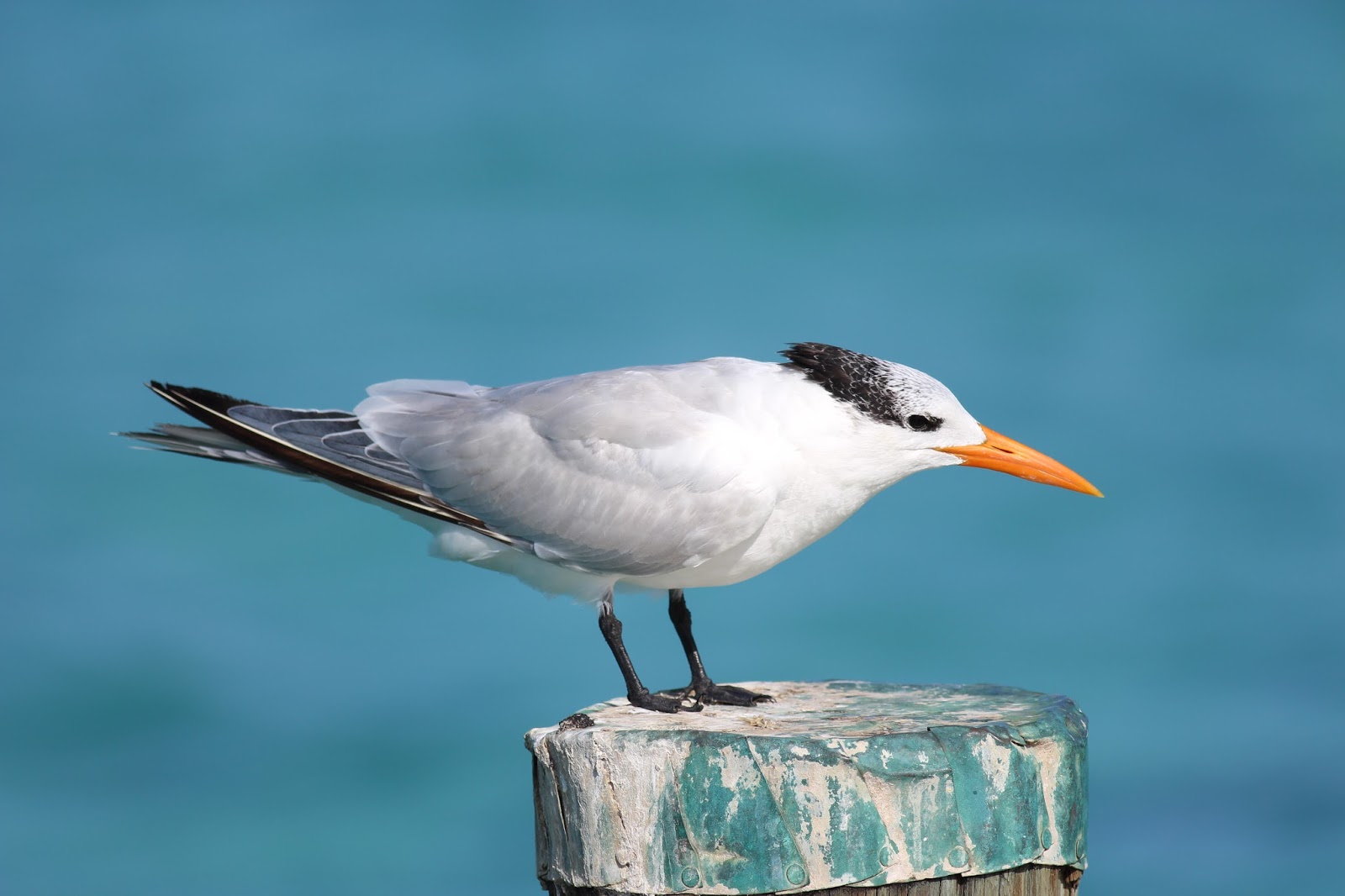 Photographicbirdlistomania: Calypso Birds