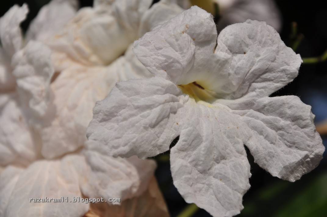 Fotografi merakam sejarah: Pokok Bunga Bongor sedang berbunga.