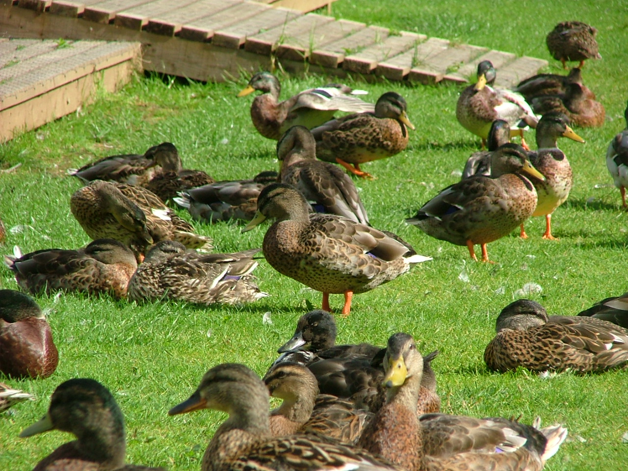 Perth and Kinross Liberal Democrats