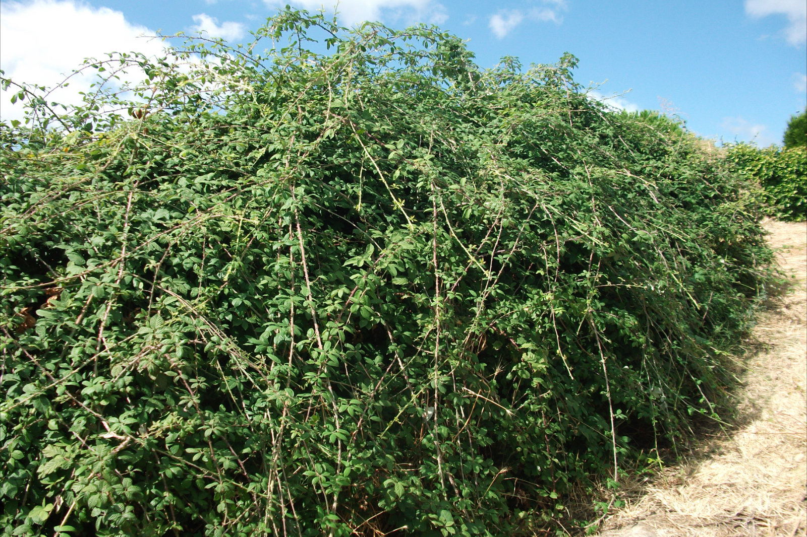 Jardinero Algecireño: Rubus ulmifolius, Zarza o Zarzamora. Originario ...