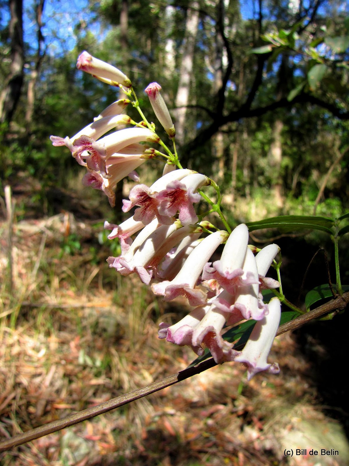 Sydney's Wildflowers and Native Plants: Pandorea pandorana - Wonga ...
