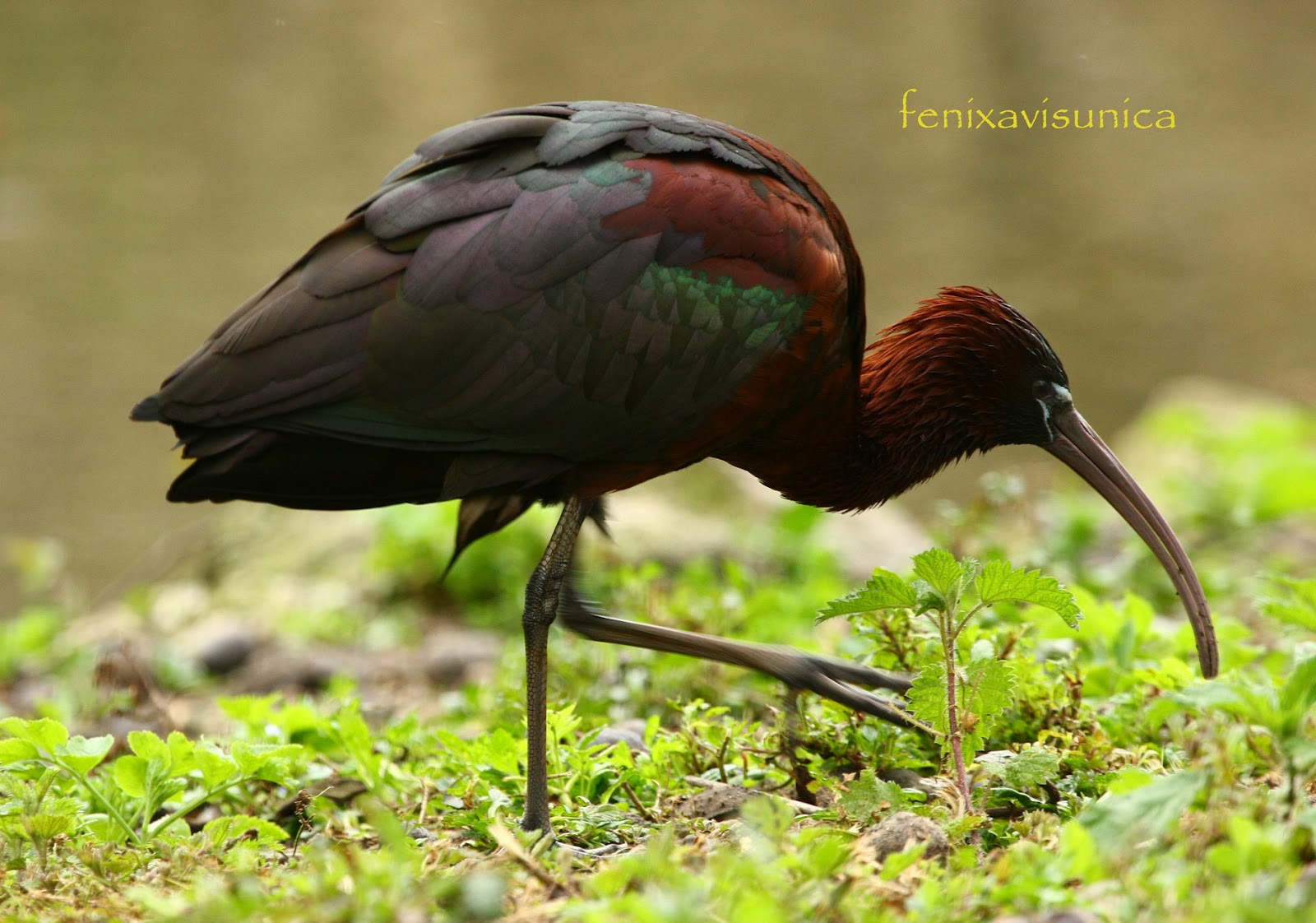 fenixavisunica .: El morito como nunca antes